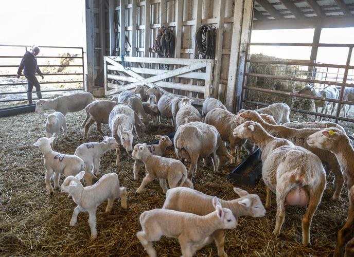 Lincoln County farm not sheepish about lamb operation | News | herald ...