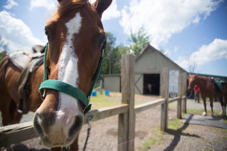Timberline Stables offers unique way to explore mountains | Features ...