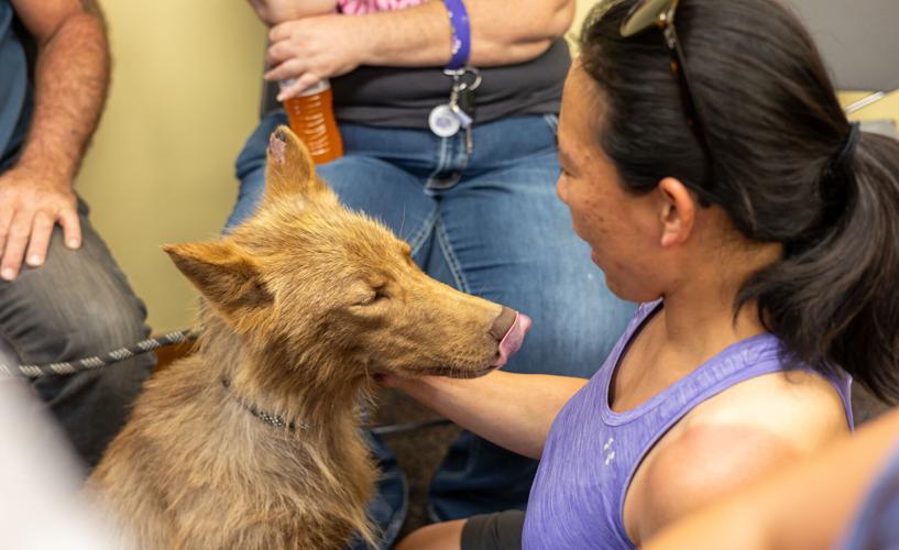 Southern Ohio Wolf Sanctuary brings wolf to Cabell libraries | News ...