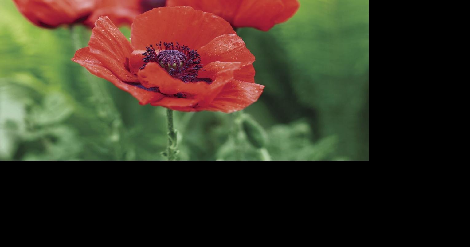 American Legion Auxiliary to hand out poppies for Memorial Day | News ...
