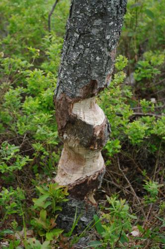 Gallery: Laura Moul photos | Photo Galleries | herald-dispatch.com