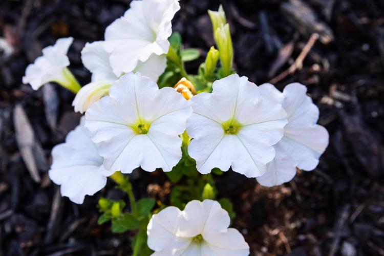 Southside Garden Club to host annual tour June 13 | Features ...