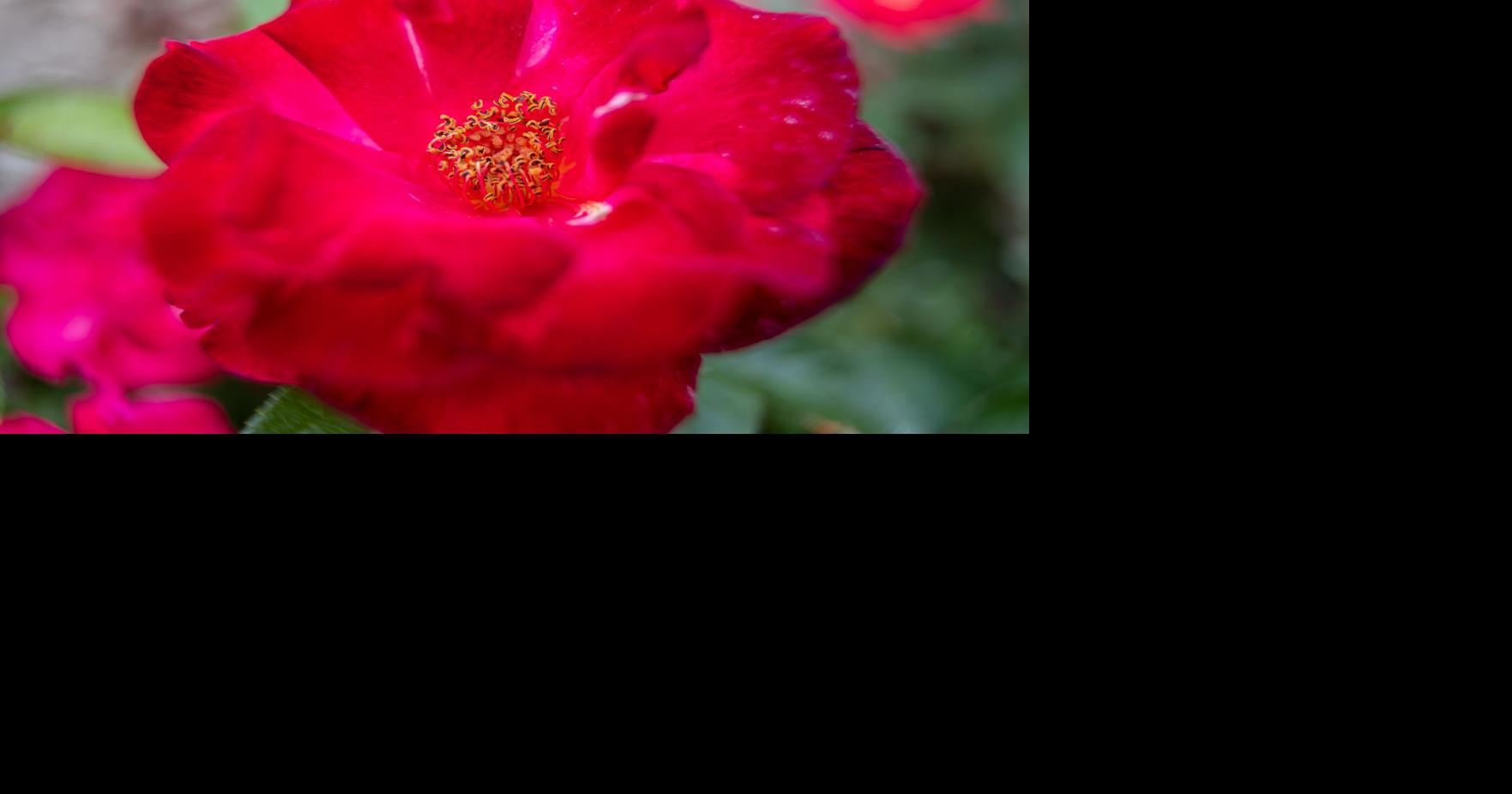 Rose clippings to be given away Monday | News | herald-dispatch.com