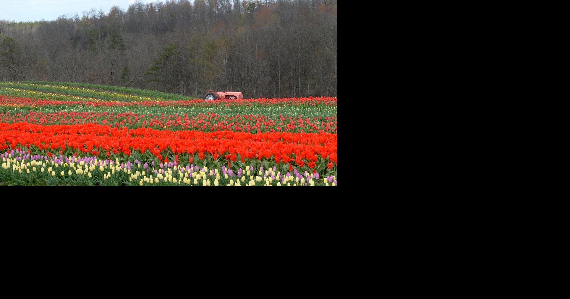 Nate Yongue proposes to Andrea Jones in Gritt's tulip fields | Putnam ...
