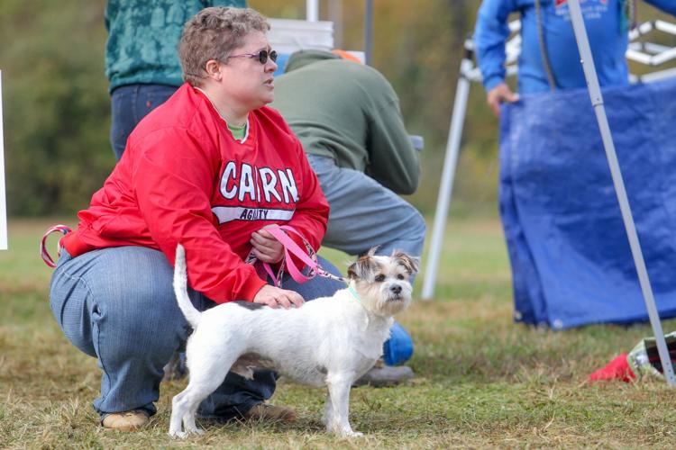 FAST CAT dog agility event set for this weekend | News | herald ...