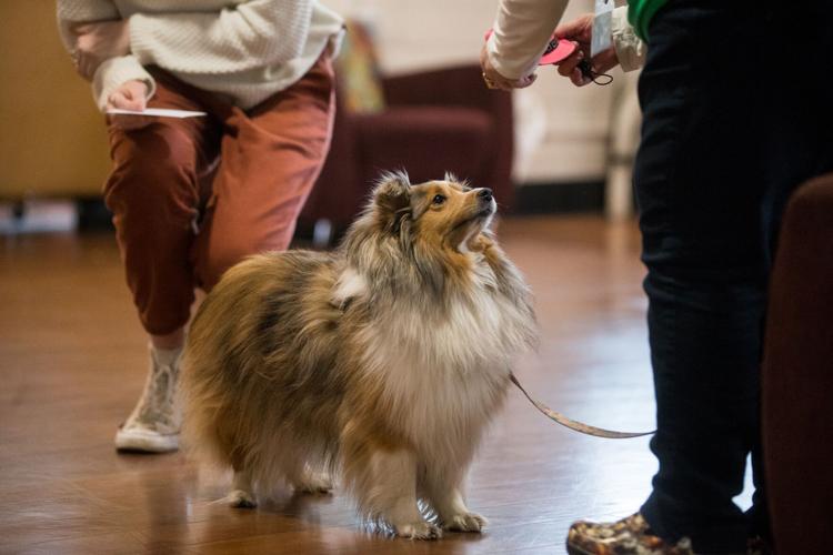 Photos: MU Paws Therapy Dogs conduct "Paw-ffice" Hours for students ...