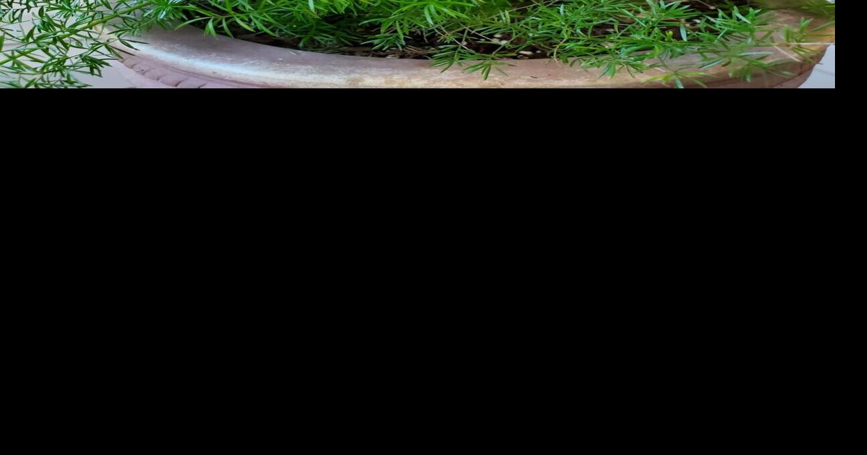 Good 2 Grow: One foxy fern | Features/Entertainment | herald-dispatch.com