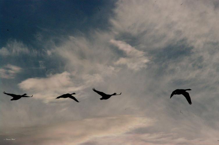 Gallery: Laura Moul photos | Photo Galleries | herald-dispatch.com