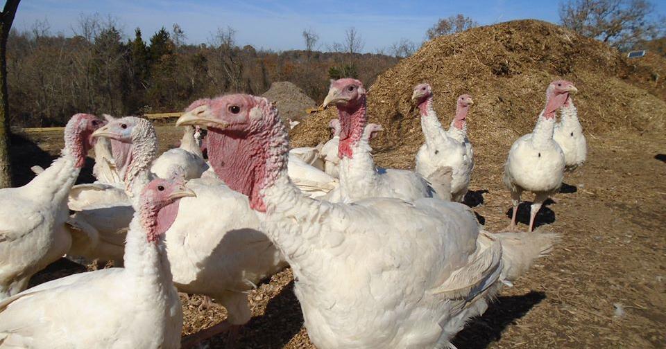 Mason County farm still has fresh turkeys for sale | News | herald ...