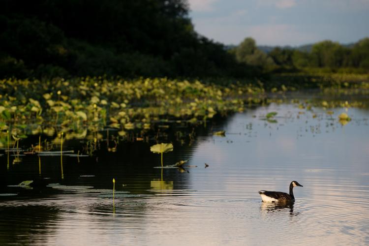 Photos: Green Bottom Wildlife Management Area | Multimedia | herald ...