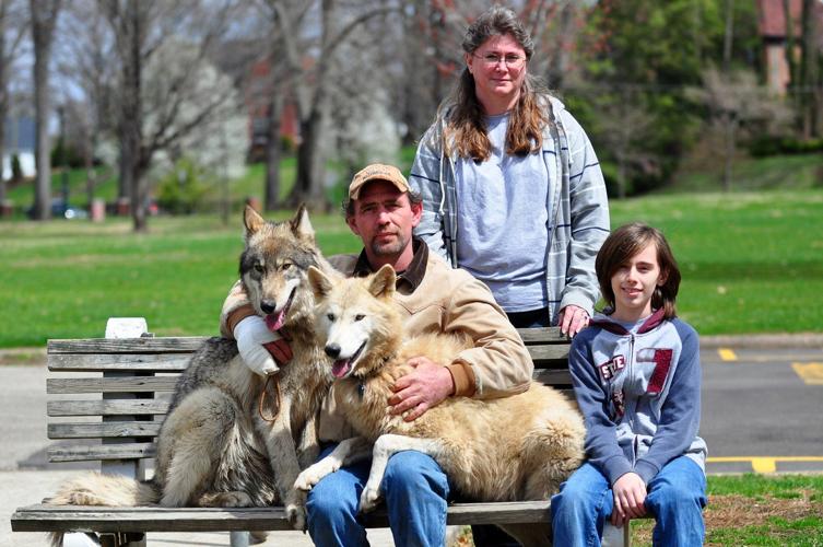 Hybrid wolves gaining popularity | News | herald-dispatch.com