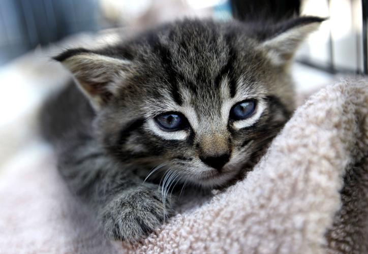 Photos: Huntington Cabell Wayne Animal Shelter Grand Opening and Naming ...