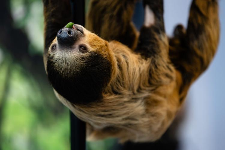 Animals from Columbus Zoo come to Ironton library | Ohio News | herald ...