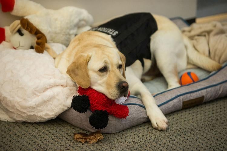 Cabell County 911's new staff member is a 5-year-old Labrador | News ...