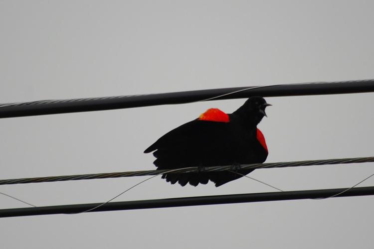 Gallery: Laura Moul photos | Photo Galleries | herald-dispatch.com