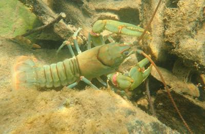 Rare crayfish gain 446 miles of lifesaving stream habitat to aid in ...