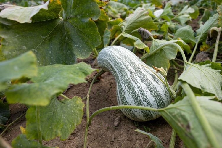 Photos: Wilson Family Farm opens for the season | Multimedia | herald ...