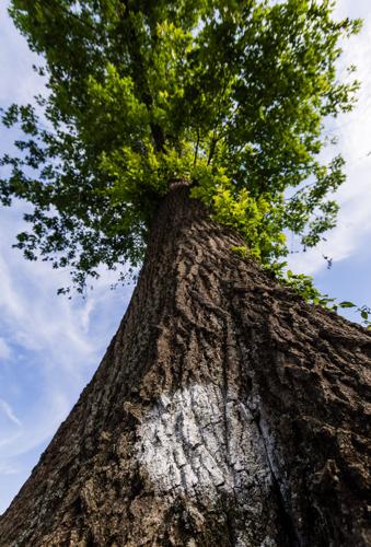 Seven trees to be removed from Ritter Park | News | herald-dispatch.com