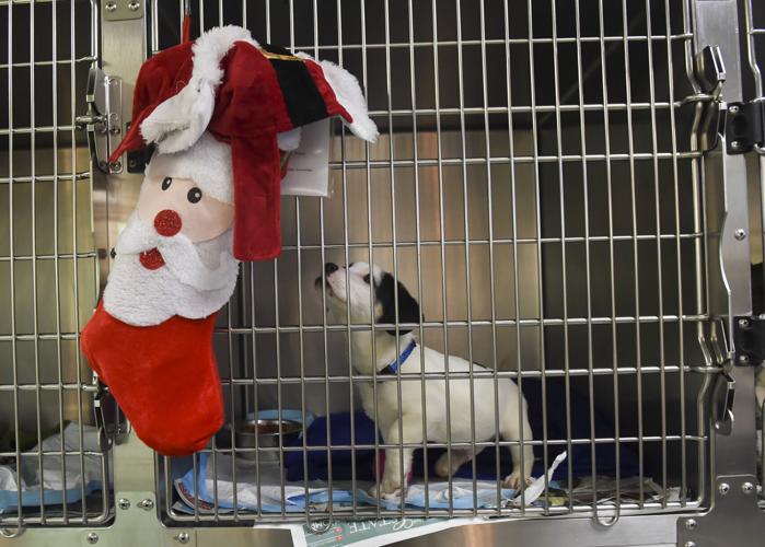 Humane Association holds stocking stuffer donation drive for animals to ...