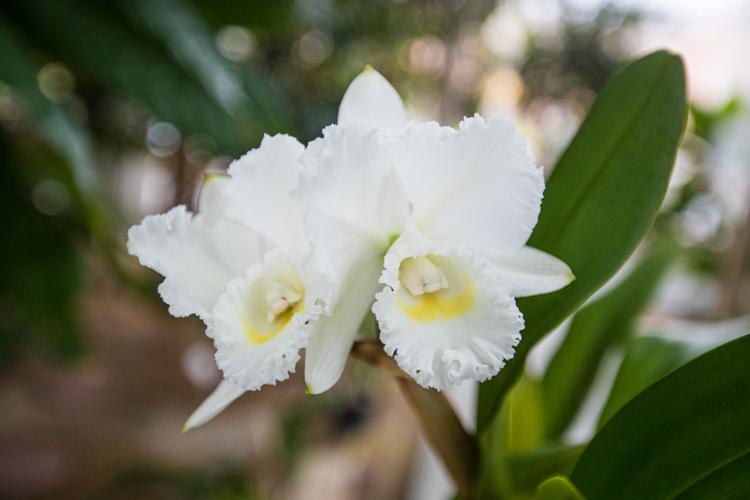 Photos: Orchids in bloom at the Huntington Museum of Art | Multimedia ...