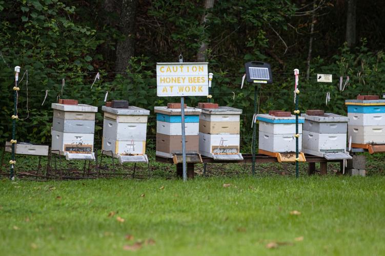 Learn how honey gets from the hive to your table on the WV Honey Bee ...