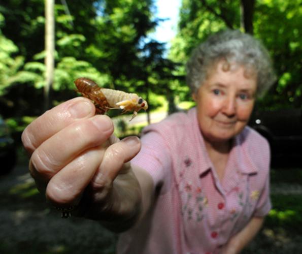 Gallery: Cicada Invasion | News | herald-dispatch.com