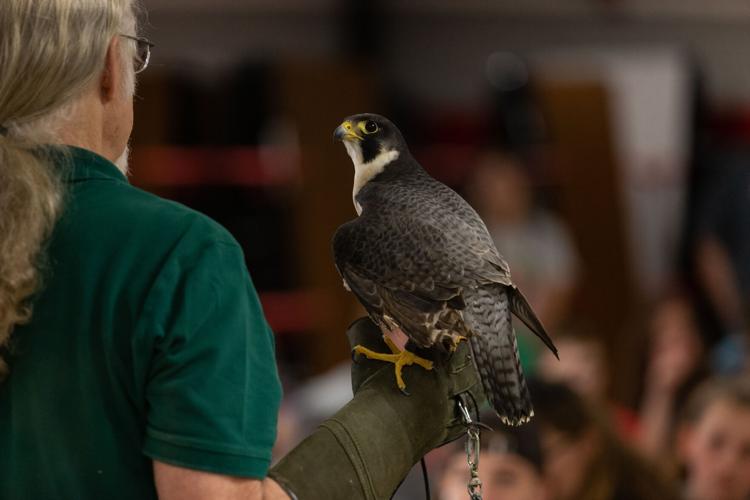 Photos: Campers attend birds of prey demonstration at Wayne Middle ...