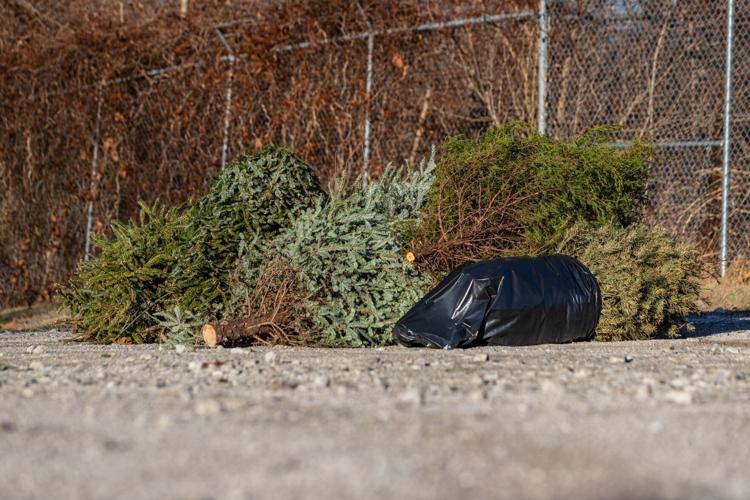 Christmas trees become more of a fire hazard the longer they are kept ...