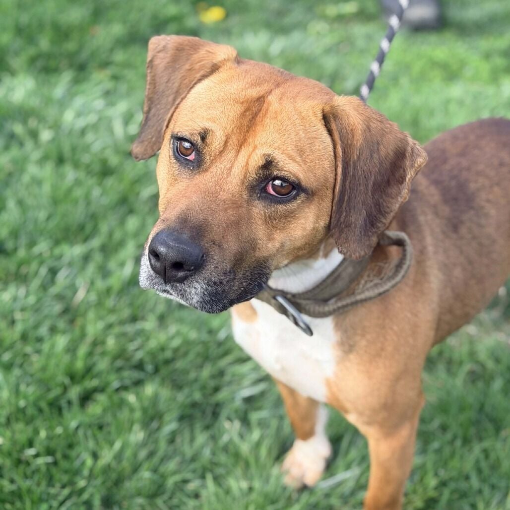 Adopt a pet | Features/Entertainment | herald-dispatch.com