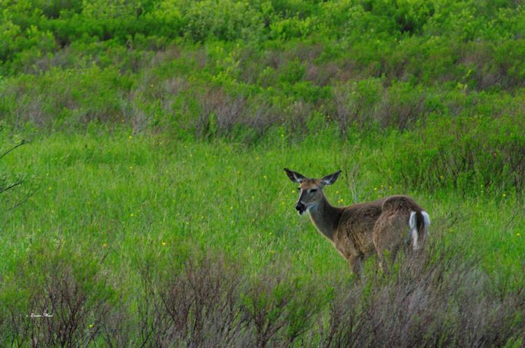 Gallery: Laura Moul photos | Photo Galleries | herald-dispatch.com