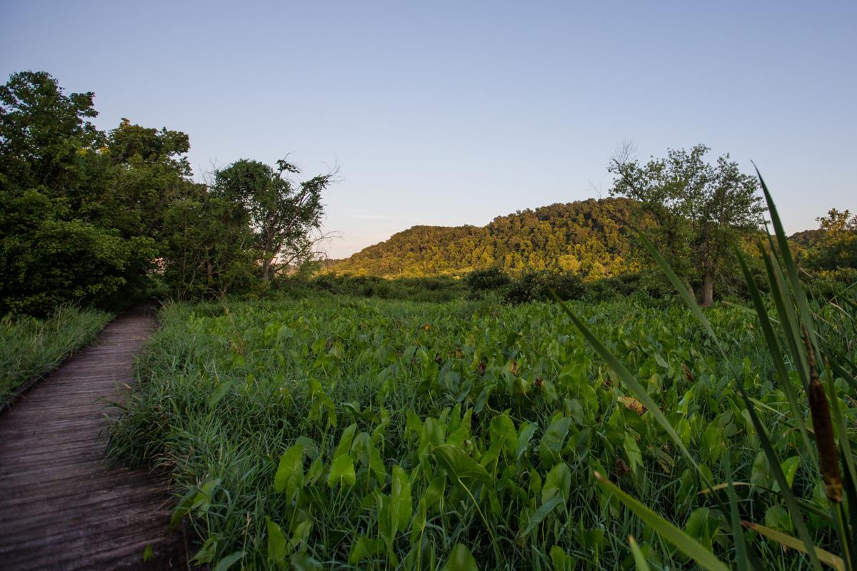 Photos: Green Bottom Wildlife Management Area | Multimedia | herald ...