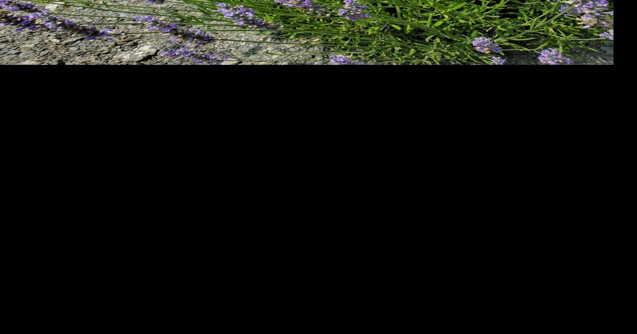 Good 2 Grow: Relaxing in a lavender haze | Features/Entertainment ...