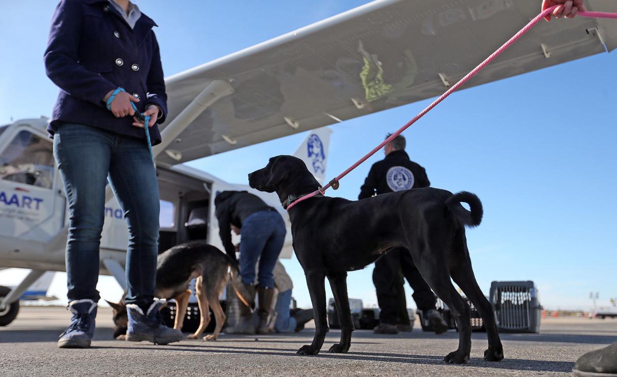 Photos: Shelter Dogs Flown to New York City for Animal Rescue Mission ...