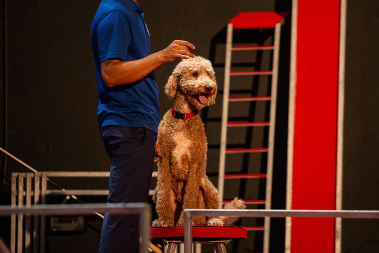 Photos: Puppy Pals Comedic Stunt Dog Show at City Hall | Multimedia ...
