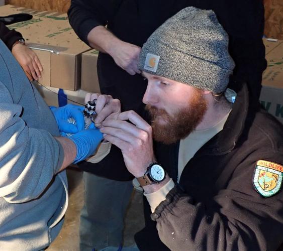 WV's quail restoration steadies after shaky start | News | herald ...