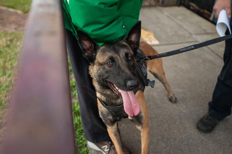 Animals receive blessing at Johnson Memorial UMC | News | herald ...