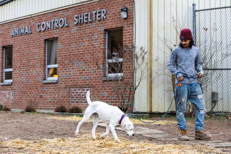 Huntington animal shelter adopts out record number of pets | News ...