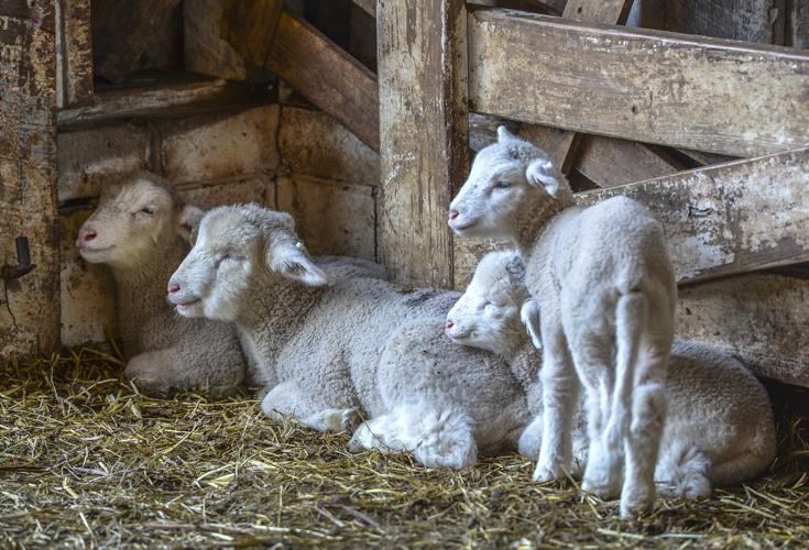 Lincoln County farm not sheepish about lamb operation | News | herald ...