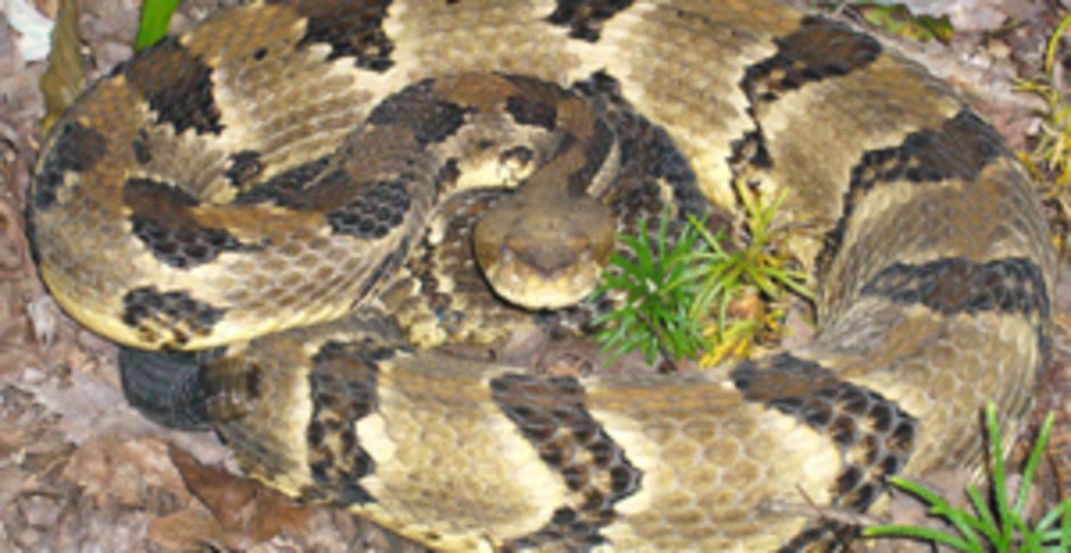 West Virginians asked to report rattlesnake sightings | Recent News ...