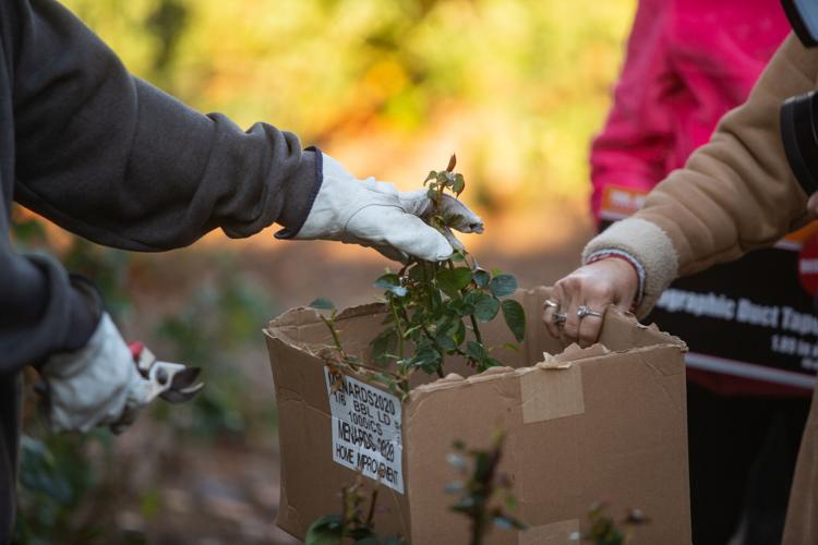 Photos: Rose Clipping Give-Away at Ritter Park Rose Garden | Multimedia ...