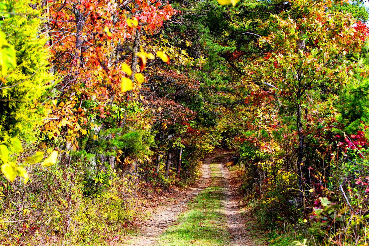 Interesting settings, attention to light can make fall photos pop ...