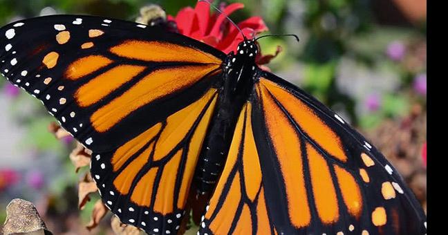 WV Parks creating habitat for monarch butterflies | News | herald ...