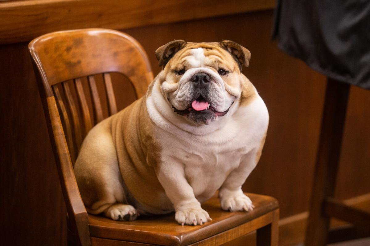 Happy birthday, Babydog! Governor's pet celebrates turning 3 this week ...