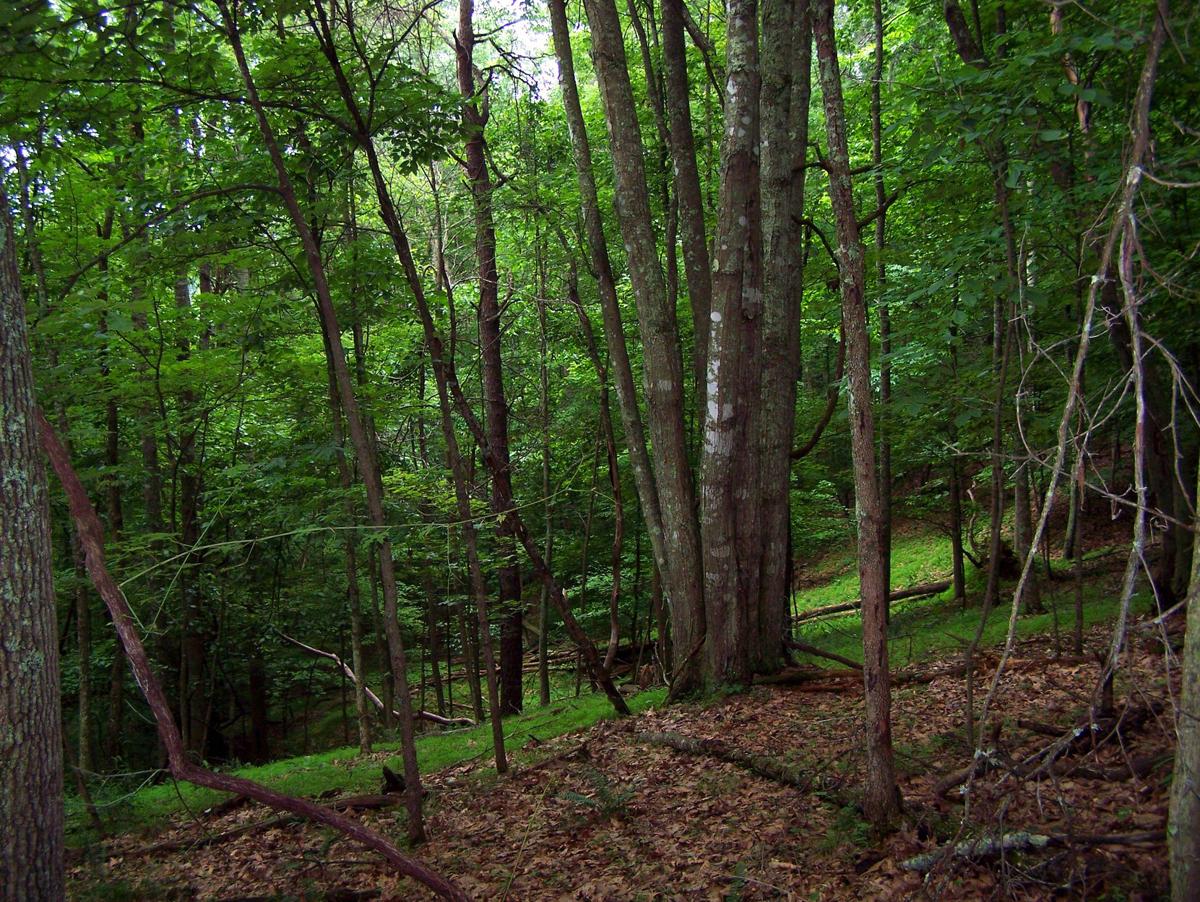 Gallery: Greenbo Lake State Resort Park | Photos News | herald-dispatch.com