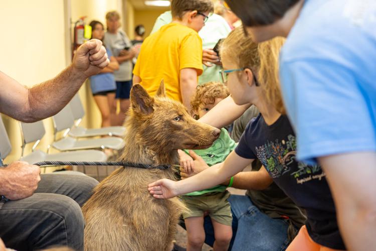 Photos: Cabell County Public Library offers 'Wolves in the Library ...