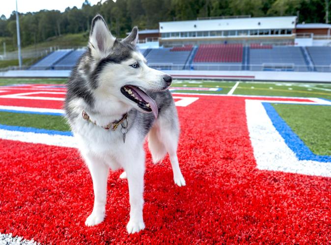Herbert Hoover goes to the dogs: Kanawha high school gets live husky ...