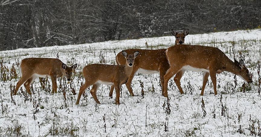 West Virginia leads the nation in deer strike accidents | News | herald ...