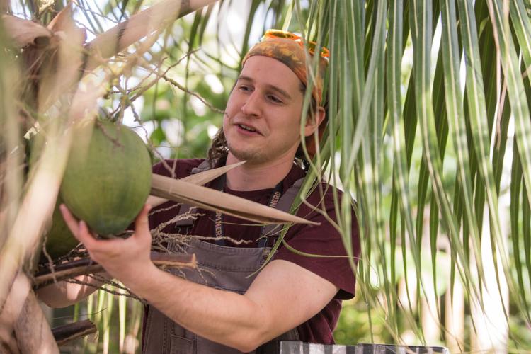 Coconuts are growing at the HMOA conservatory | News | herald-dispatch.com