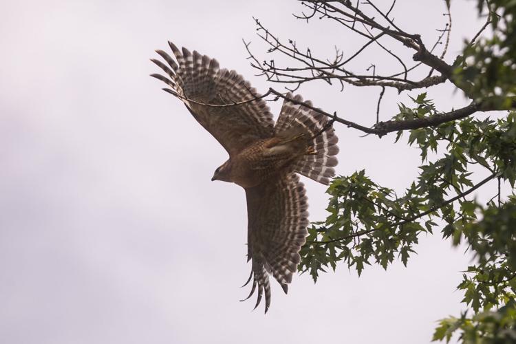 New family on the block: Park-goers flock to see hawk's nest at Ritter ...