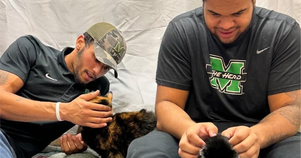 Bernie's Buddies Animal Rescue partners with football players to create ...